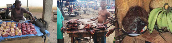 5 Grotesque and Irresponsible African Bushmeat Feasts This Summer ...