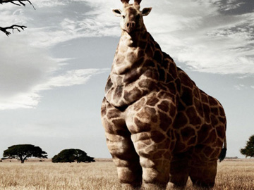 Worlds Fattest Giraffe