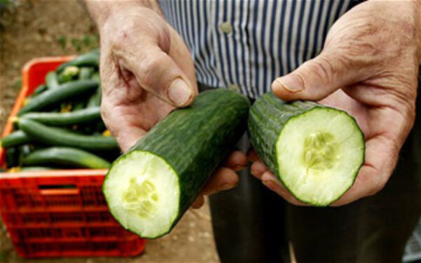Deadly Cucumbers Get Revenge on Humanity - Daily Squib