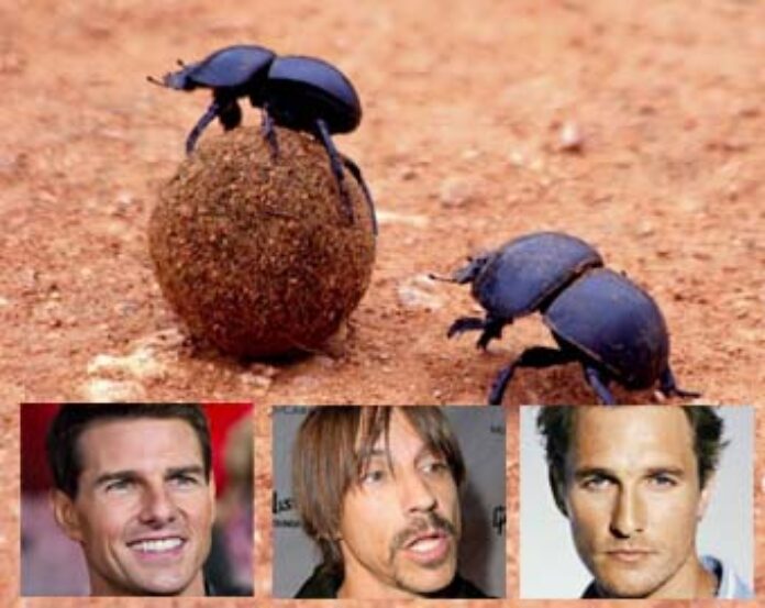 Are Dung Beetles the Latest Celebrity Must-have Pet? - Daily Squib